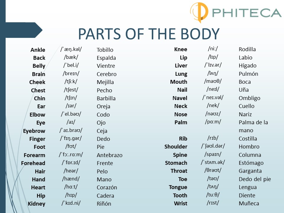 VOCABULARIO: PARTES DEL CUERPO - Phiteca